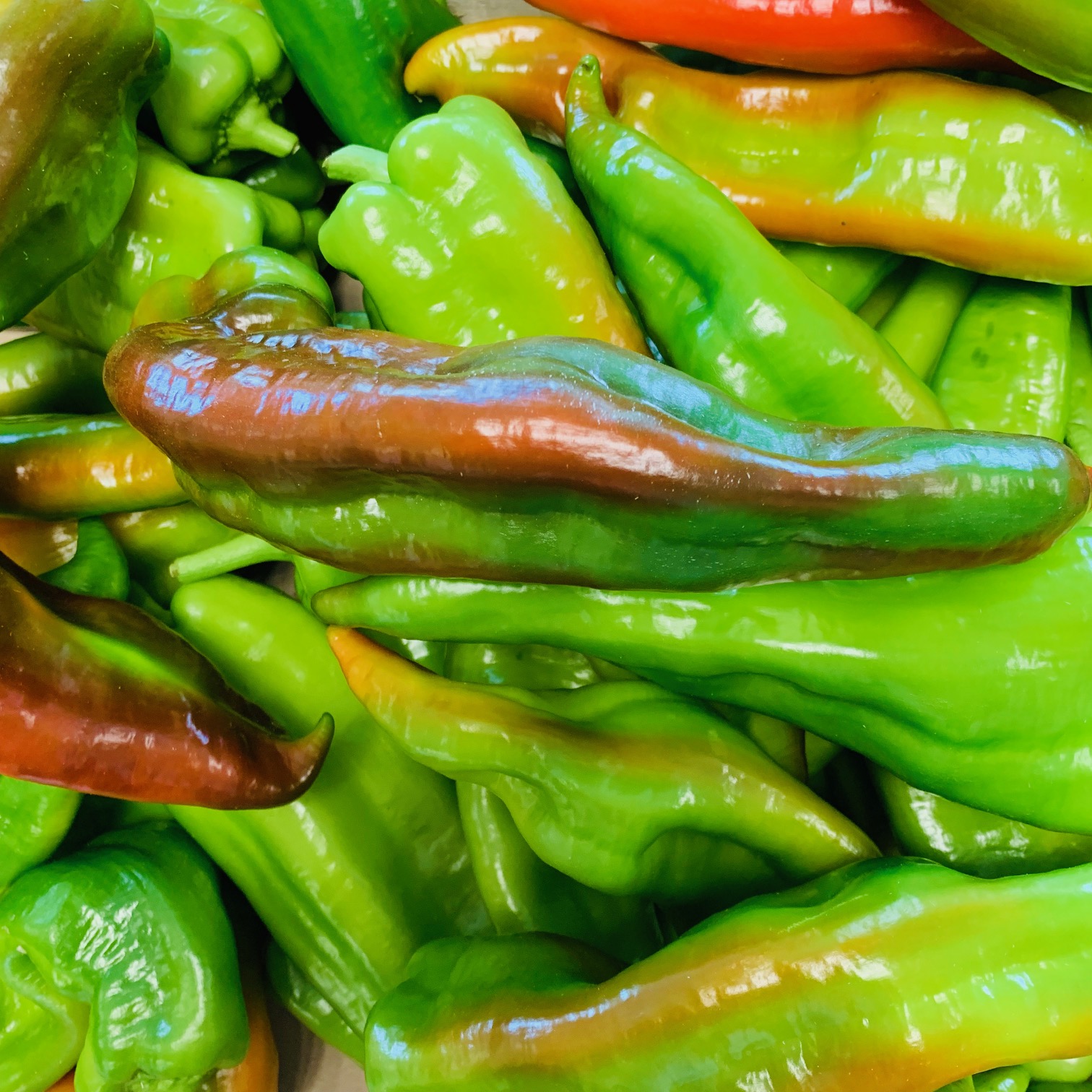 piment-vert - Coop Paysanne